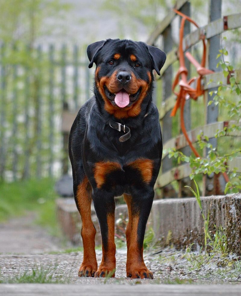 13 guard dog breeds that make intruders think twice and owners sleep easier