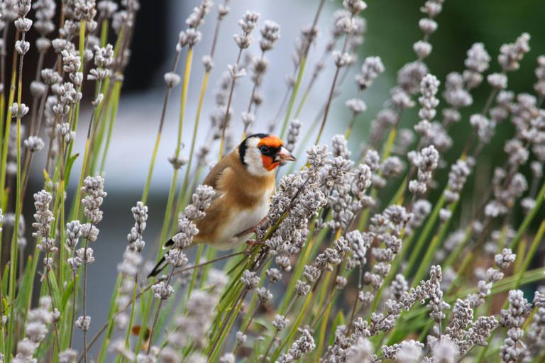 Plant this one flower in June to get finches flocking to your garden