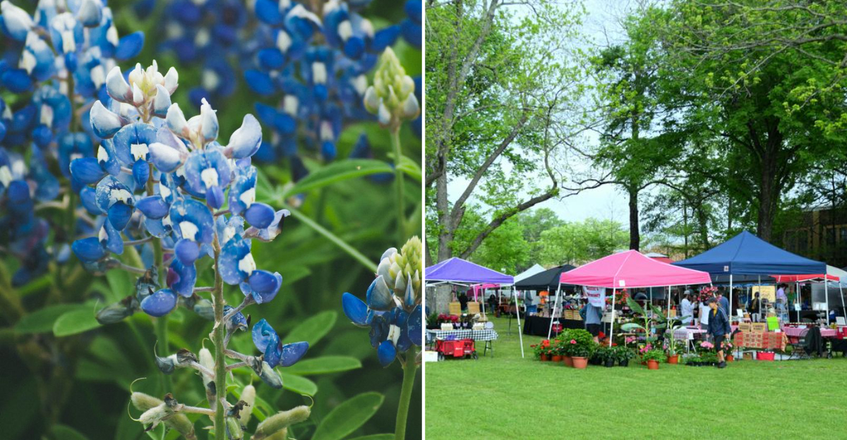 How tourist habits around wildflowers are changing the mood in Texas