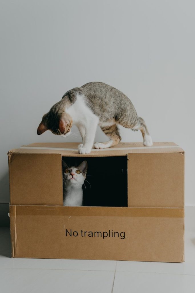 Simple daily games that make your cat deeply happy