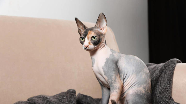 7 sensitive cat breeds that know when you need a hug