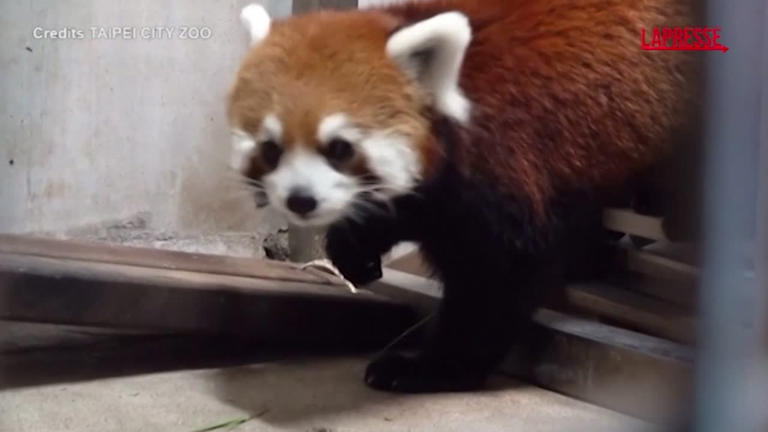 Cina-Taiwan, scambio di panda rossi tra zoo di Taipei e Shanghai