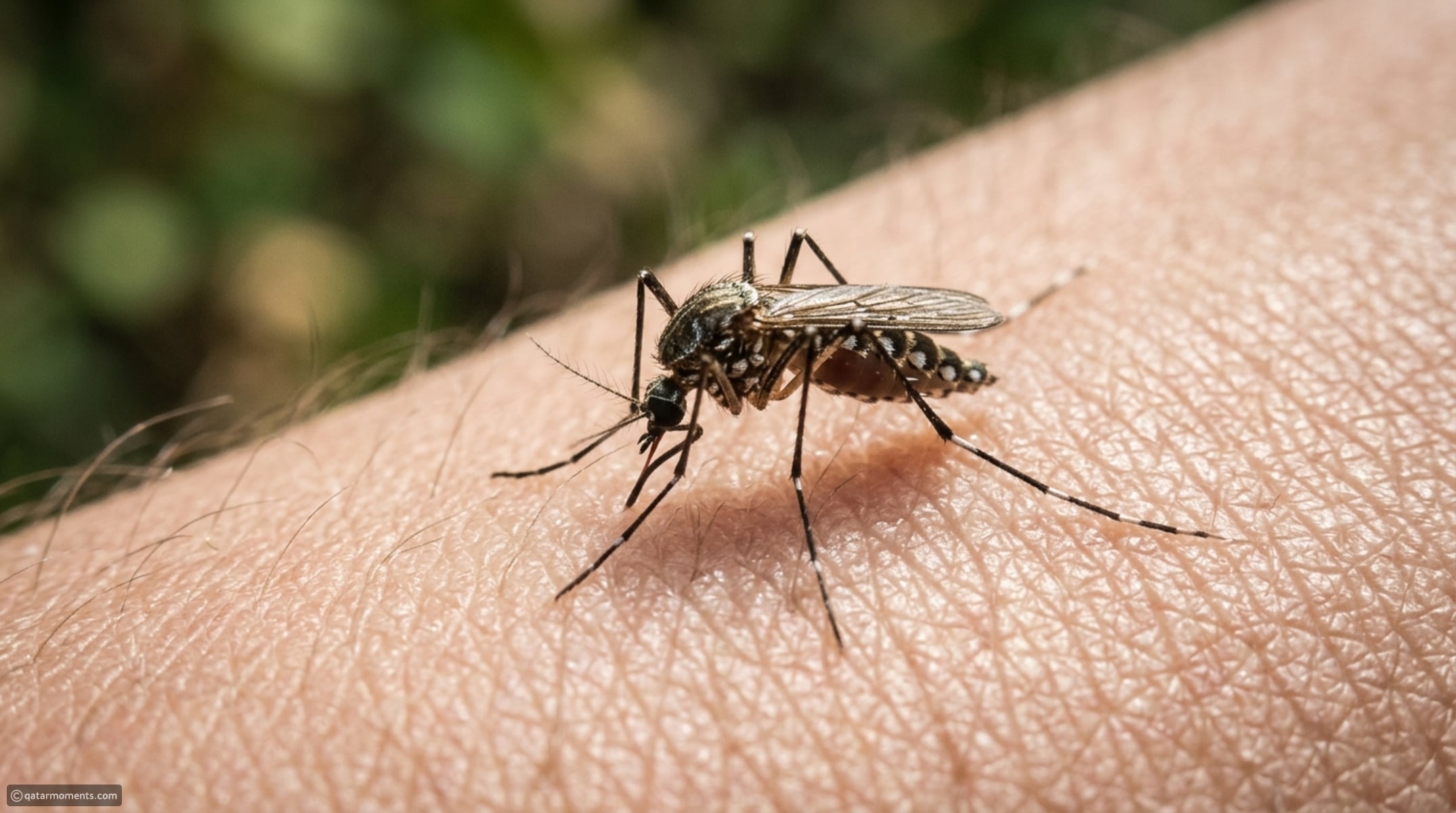 The 8 most dangerous animals on Earth and why they’re so deadly