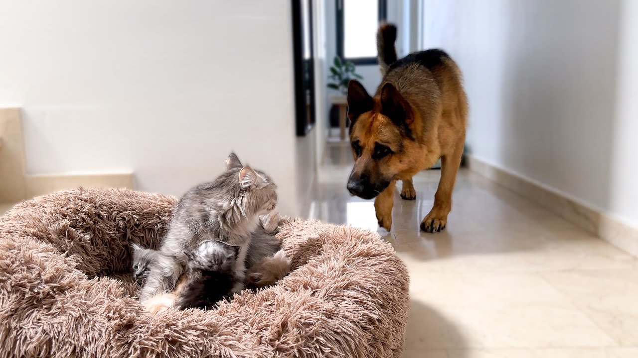 German shepherd meets a mom cat with kittens