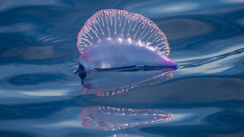 The most dangerous creatures you need to steer clear of in Fiji
