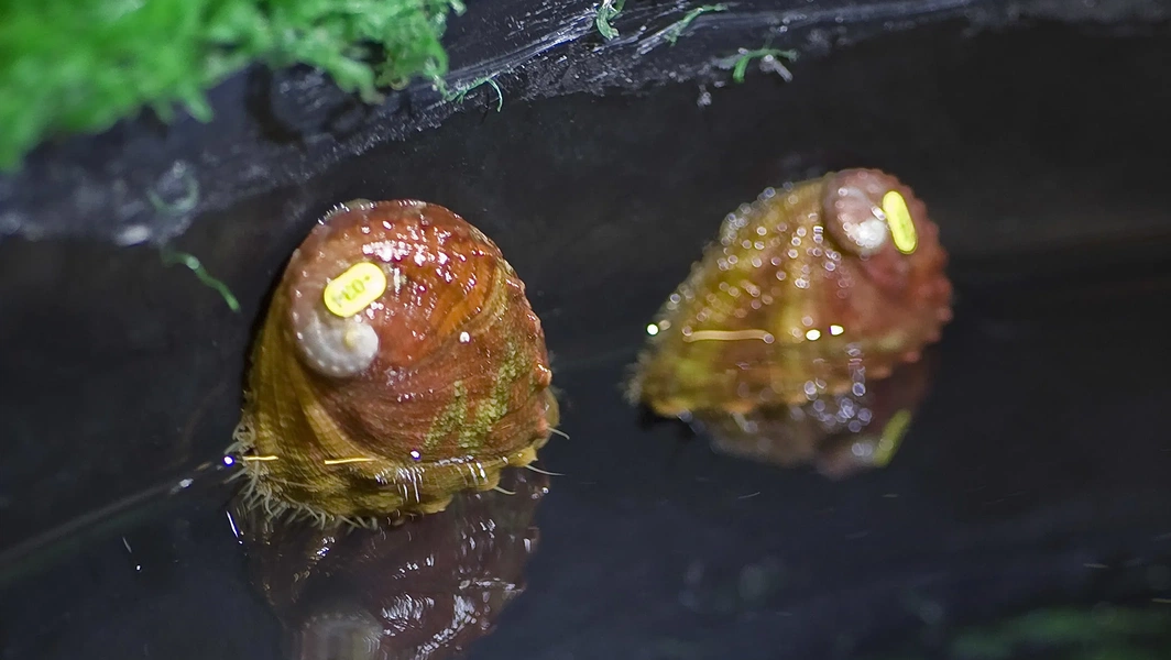 Scientists confirm first white abalone sighting in 5 years