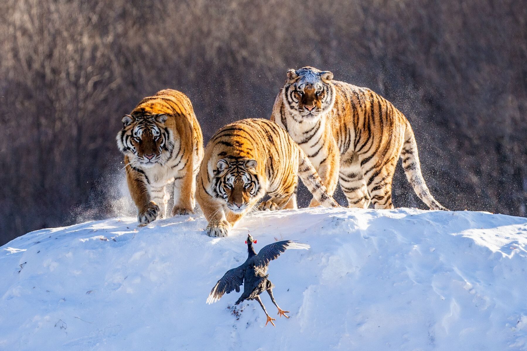 42 incredible photos of animals in the wild