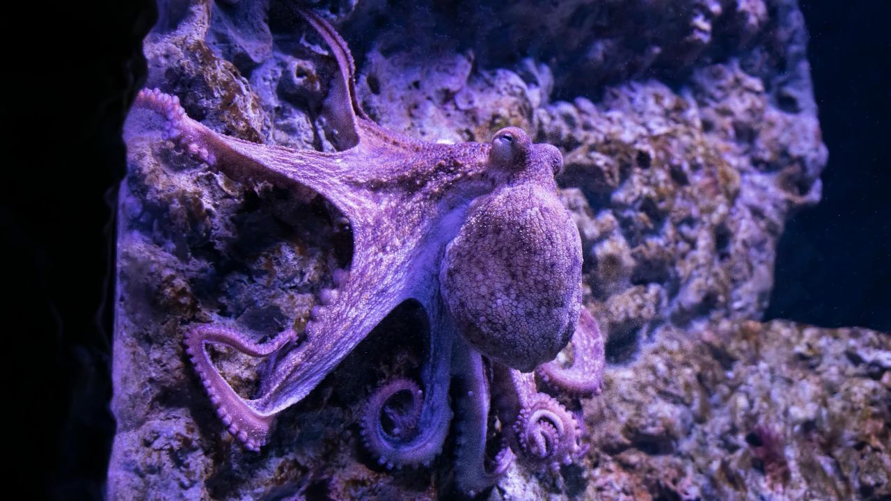 Octopuses just became the first invertebrate caught using a mirror to ...