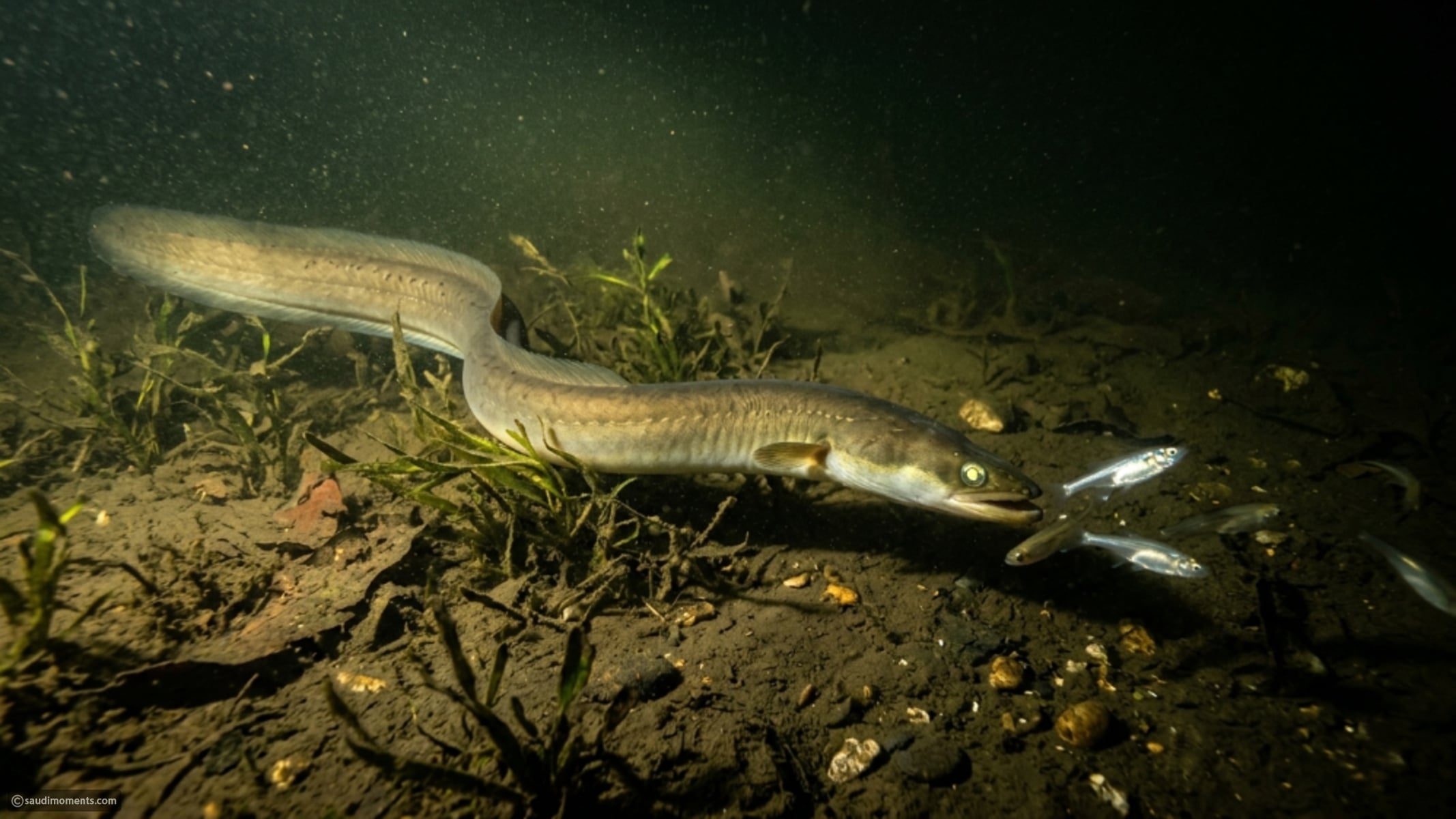 11 terrifying American eels that will make you think twice about swimming
