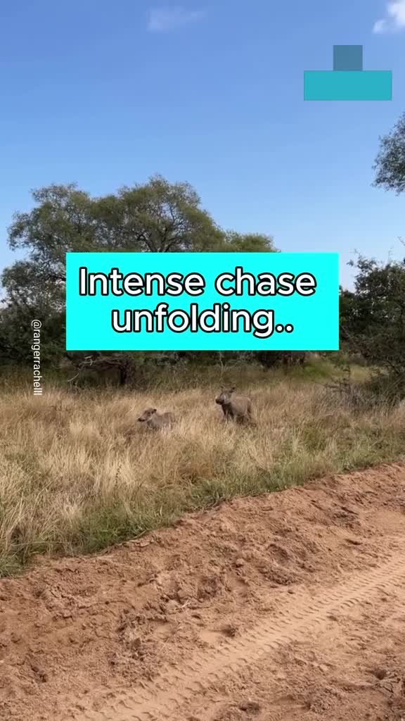Warthogs sprint for survival during intense lion pursuit
