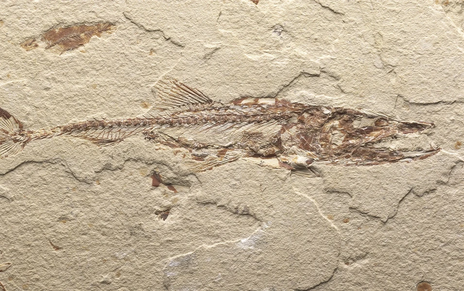 Egypt dig reveals 500 fossil fish from post-dinosaur seas