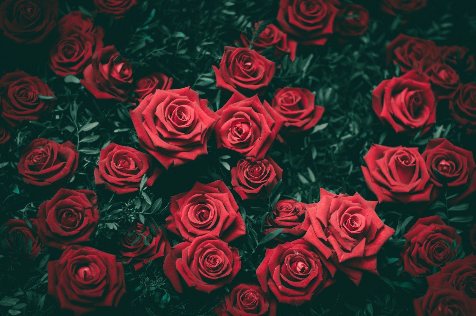 8 genius rose hacks for bigger flowers this summer