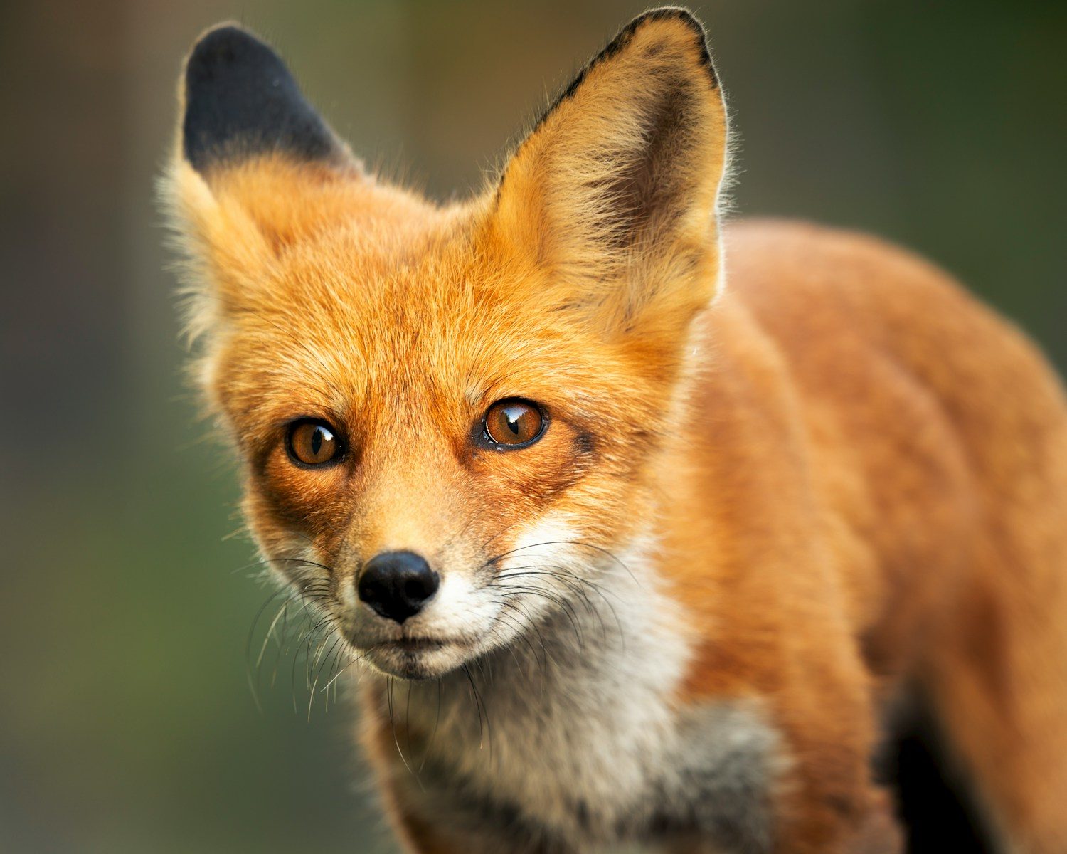 What to do if you see a baby fox in your yard