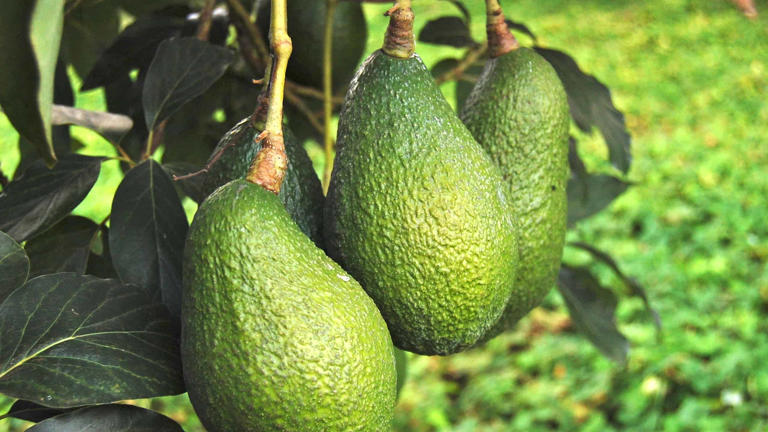 This tiny California town is known as the “Avocado capital of the world”