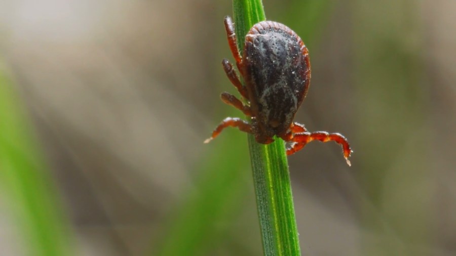 Plant daddy: Preventing tick bites, how to stop yellowing clematis ...