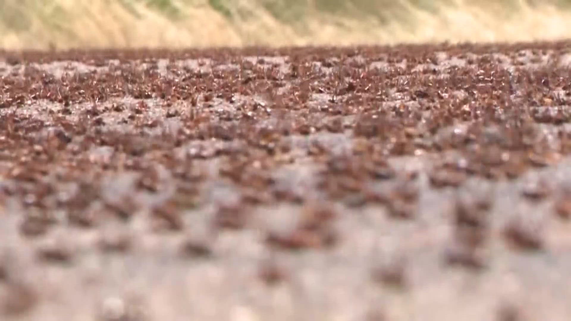'Mormon crickets' swarm in Idaho