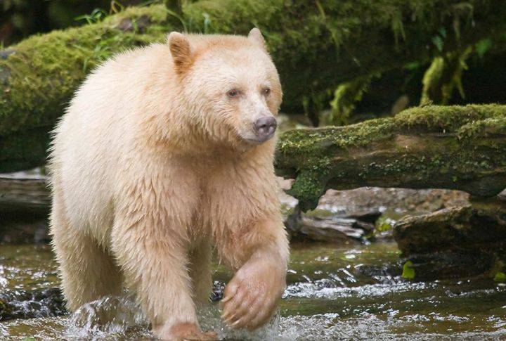 Meet the rare and legendary spirit bear of the Great Bear Rainforest