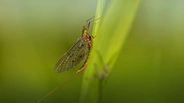 Two new caddisfly species turned up in rivers across Iran, Azerbaijan ...