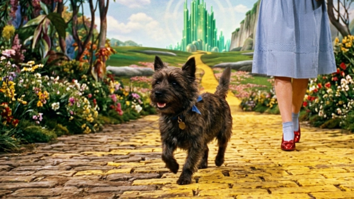 These movie dogs became bigger stars than some Hollywood actors