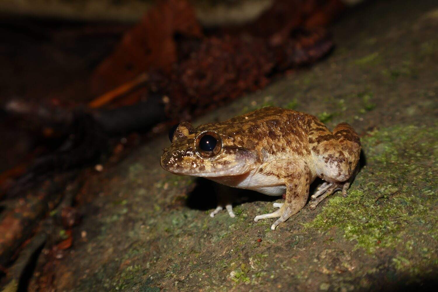 These frogs have fangs and hunt in pairs