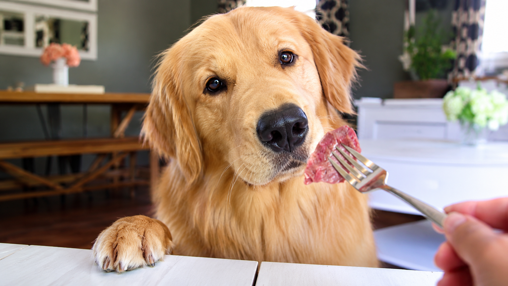 My dog’s steak review gets intense