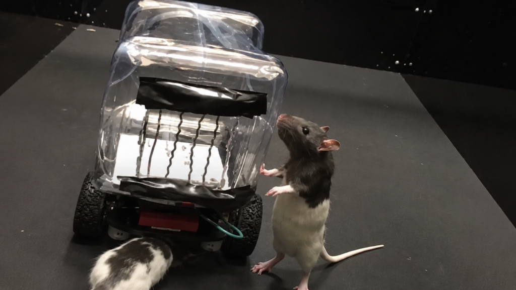 These rats learned to drive tiny cars to beat stress