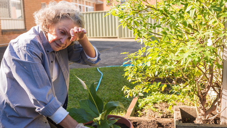 Texas gardeners love this heat-tolerant flower for creating a more ...