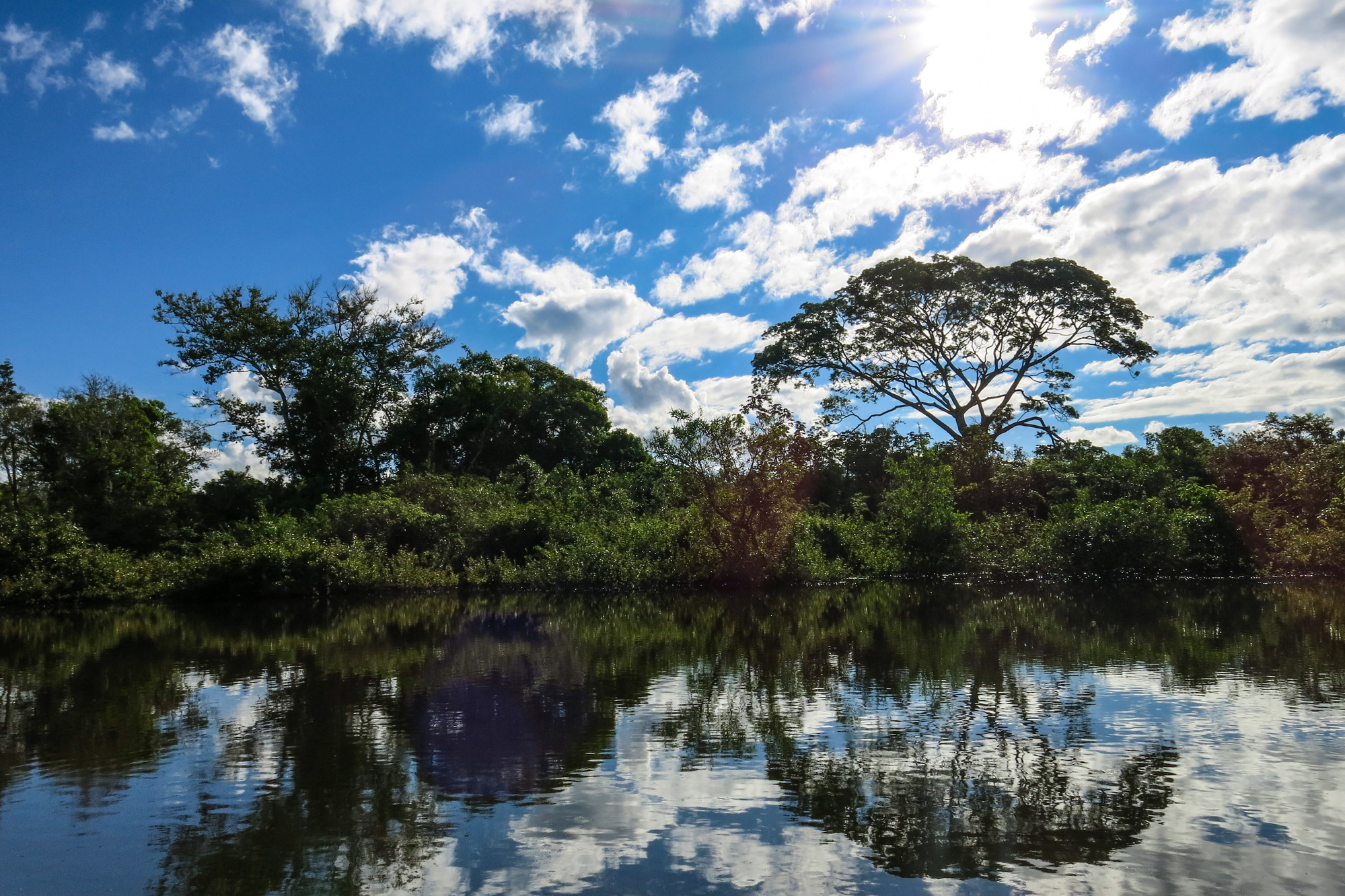 Deadly Jungle Species You Likely Never Even Heard Of