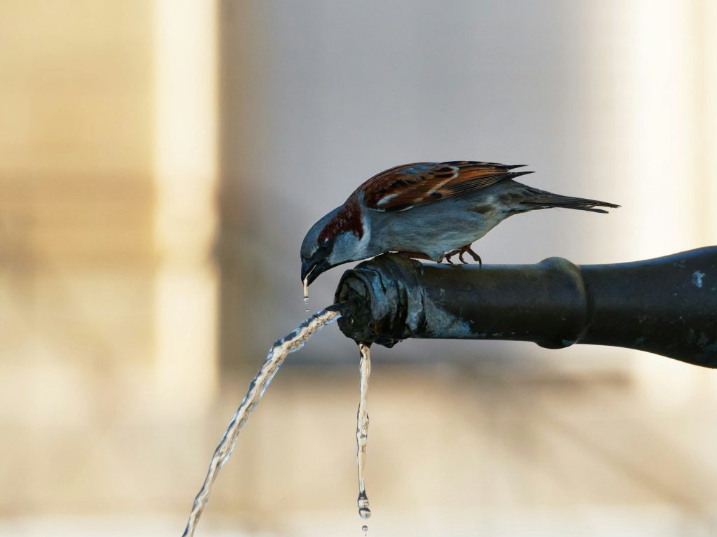 8 little-known garden additions that birds love