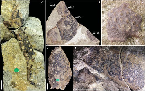 Scientists identified a fossil giant scorpion that reached 3 feet long ...