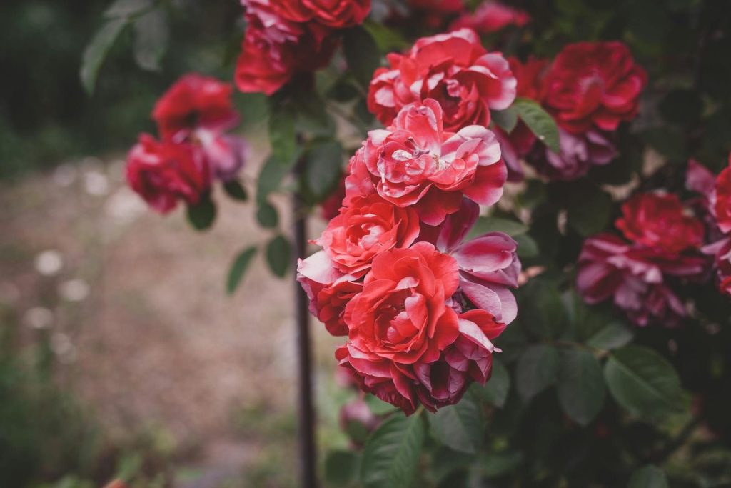 8 genius rose hacks for bigger flowers this summer
