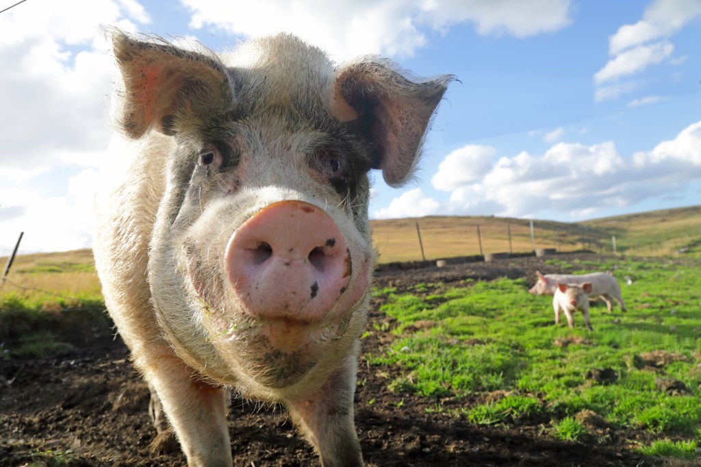You could be dating a 'spoilt pig' – and you're to blame for it