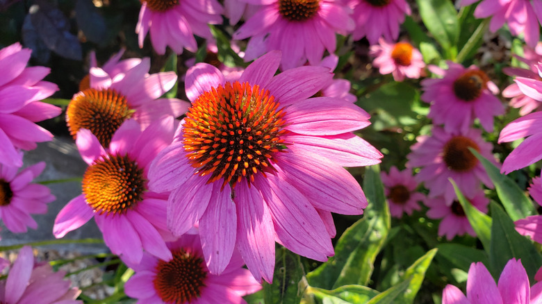 15 self-seeding flowers to plant for continuous color in your garden ...