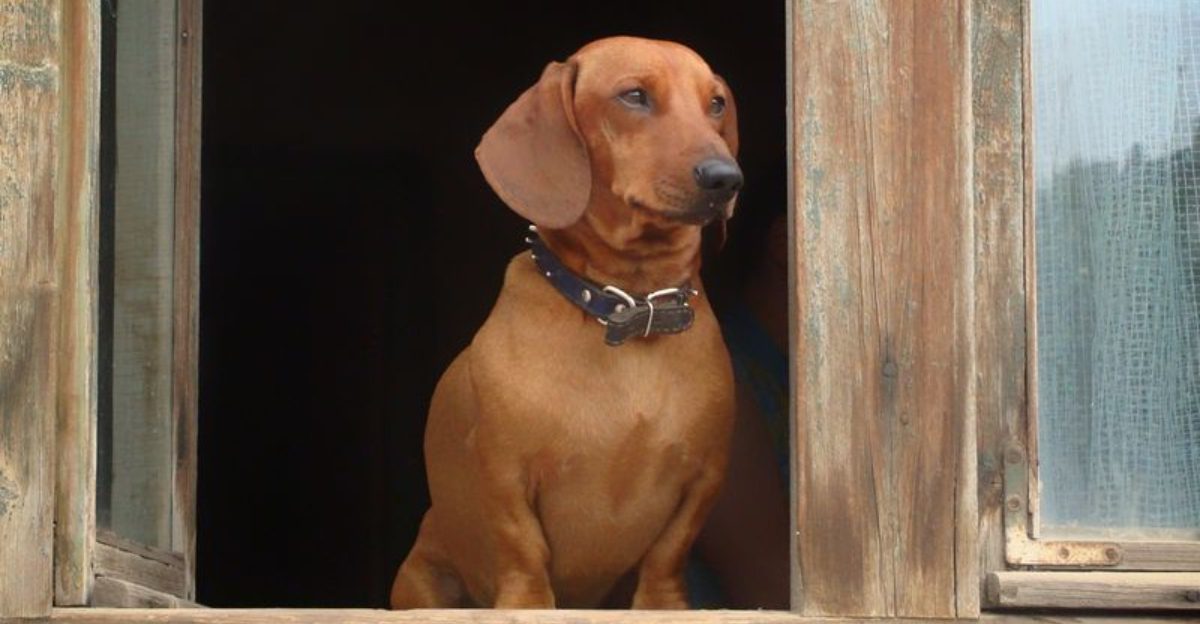 Experts say these 11 dog breeds don't just enjoy affection – they ...