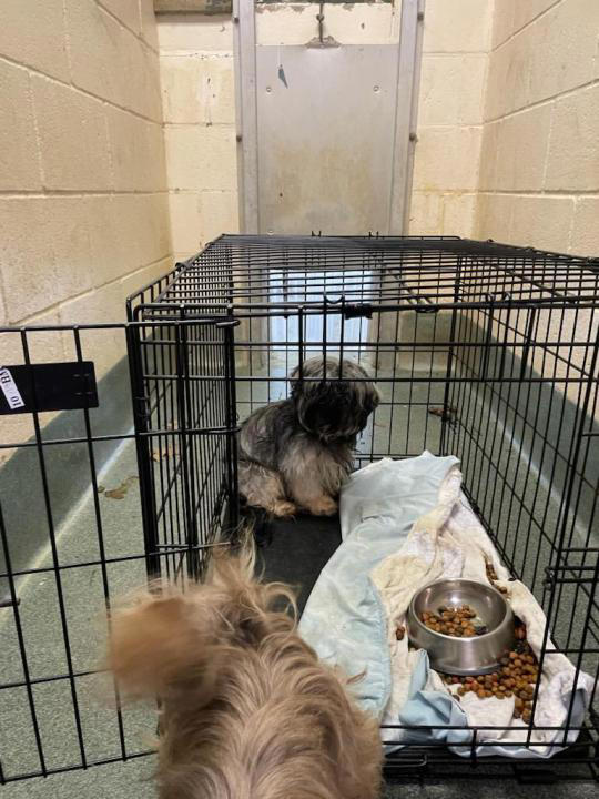 6 dogs abandoned in crates along Rehoboth road