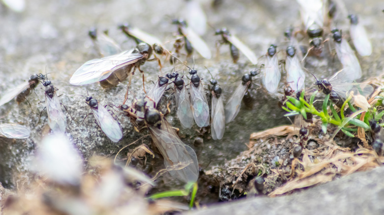 Goodbye flying ants: The cleaning staple that makes getting rid of them ...
