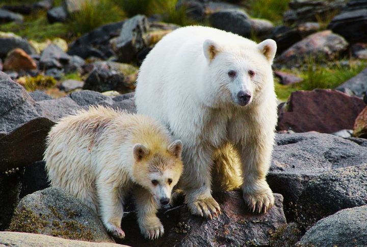 Meet the rare and legendary spirit bear of the Great Bear Rainforest