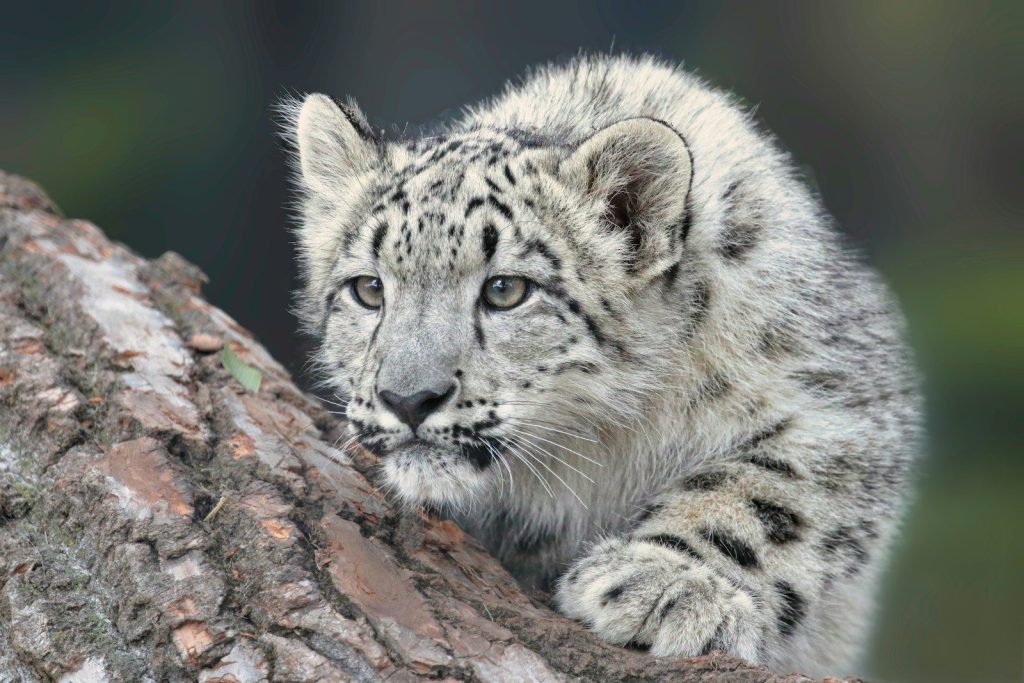 Rare animals most people will never see in real life