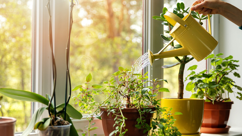 If this happens when you water your plants it may be time to replace ...
