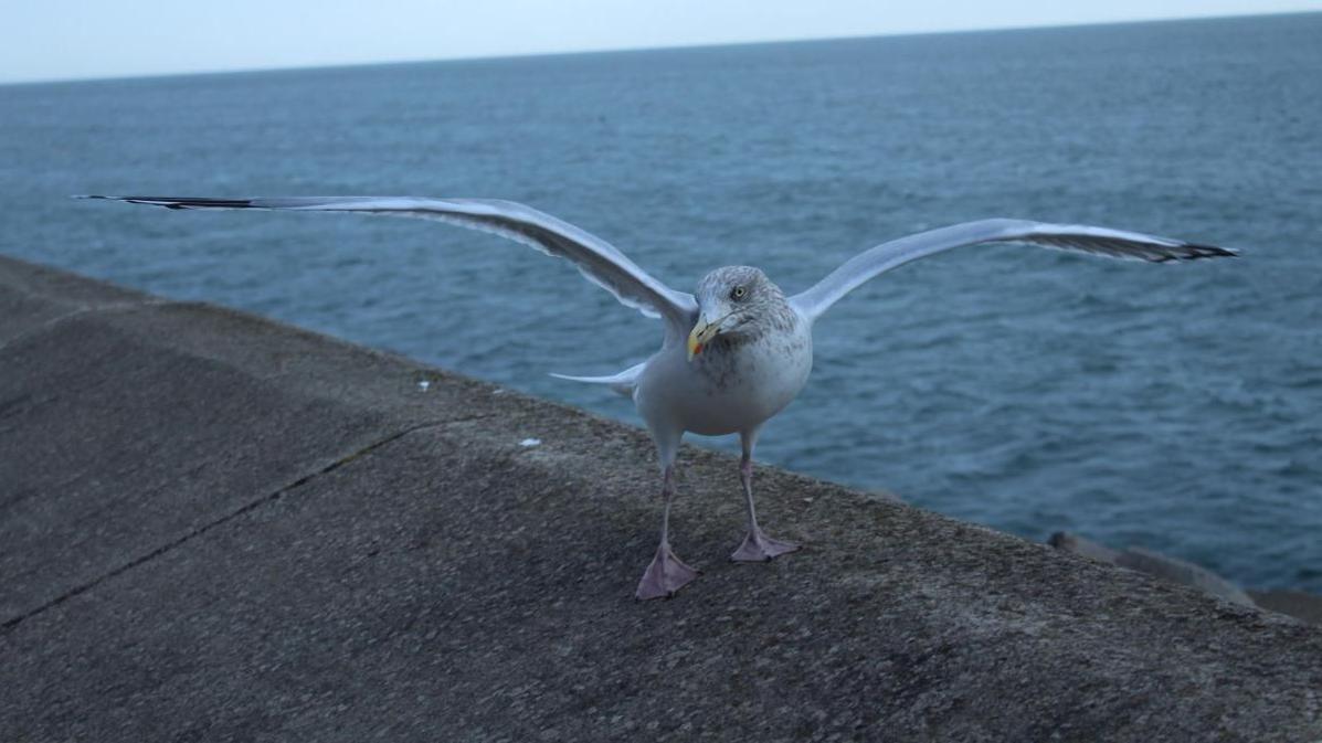 Calls to speed up food waste plans to thwart gulls