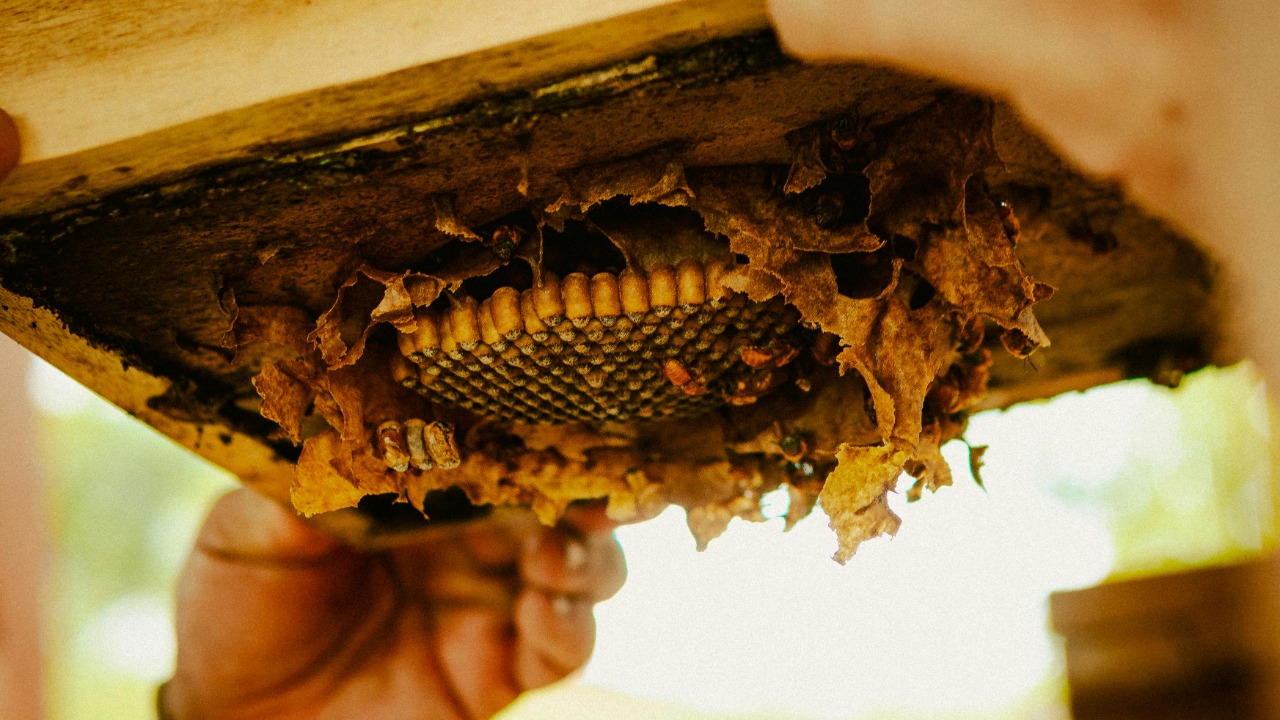 Queen bee larvae raised in ordinary worker wax grow smaller and far ...