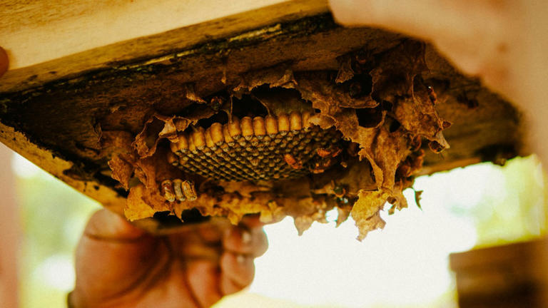 Queen bee larvae raised in ordinary worker wax grow smaller and far ...