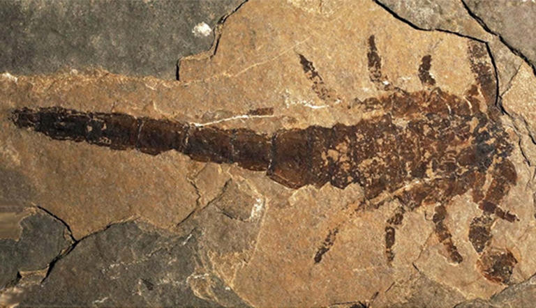 Scientists identified a fossil giant scorpion that reached 3 feet long ...
