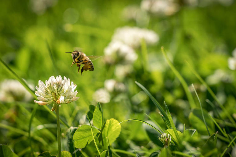 Clover taking over your lawn? Here’s how to remove it without damaging ...