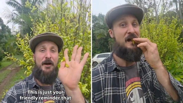 Homesteader shares how pomegranate tree leaves can be used for tea