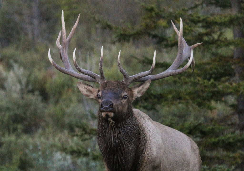 The most ear-piercing sound elk make