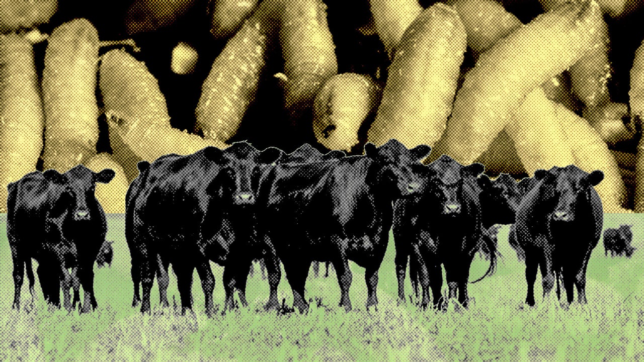 Flesh-eating screwworm is back in the USA: What to know about the ...