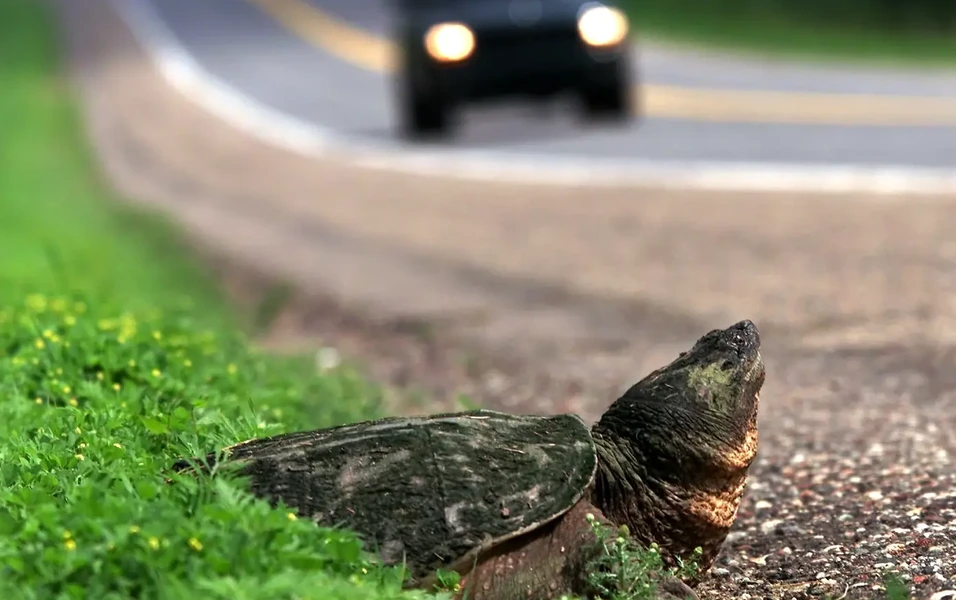 New safety guidelines aim to protect snapping turtles on roads