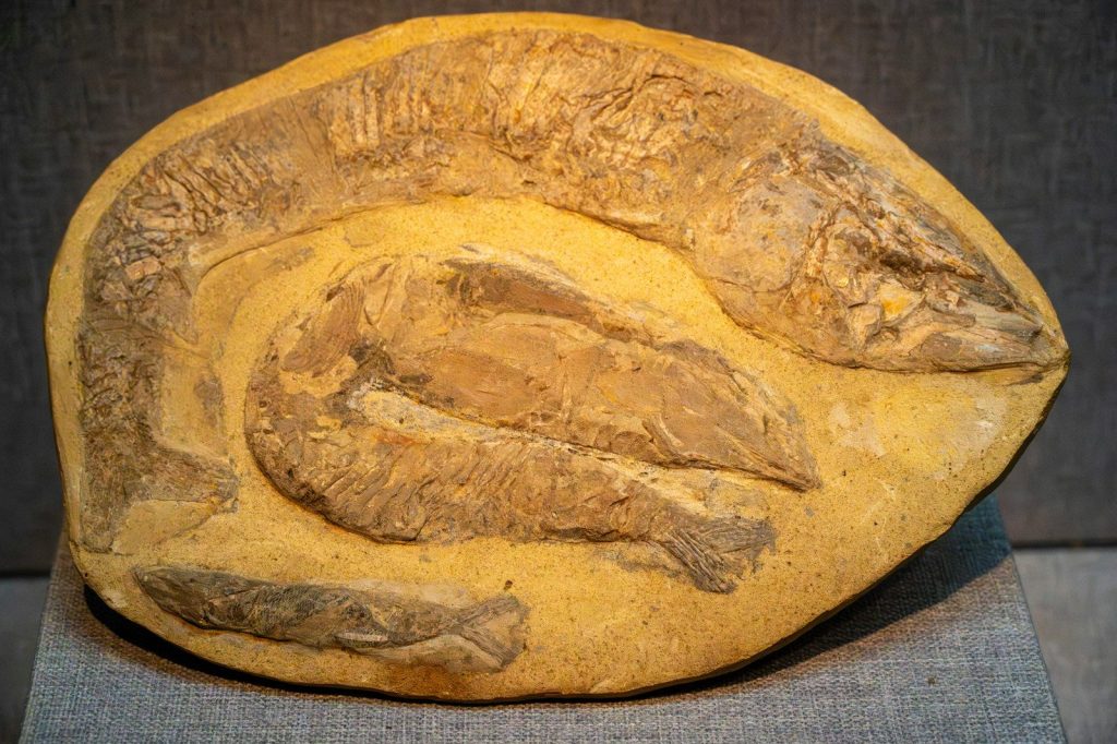 Why some animal fossils turned out to be ancient microbes