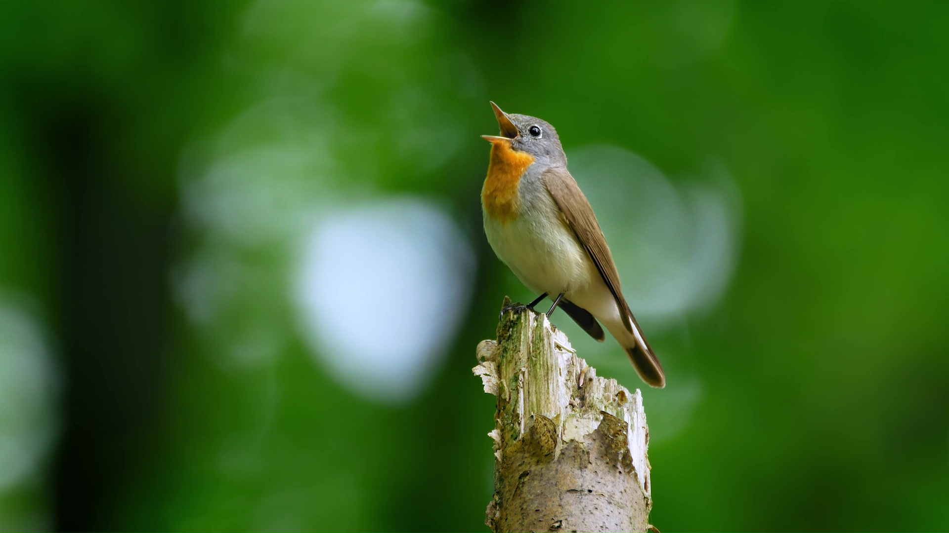Tiny songbird delivers a beautiful forest performance
